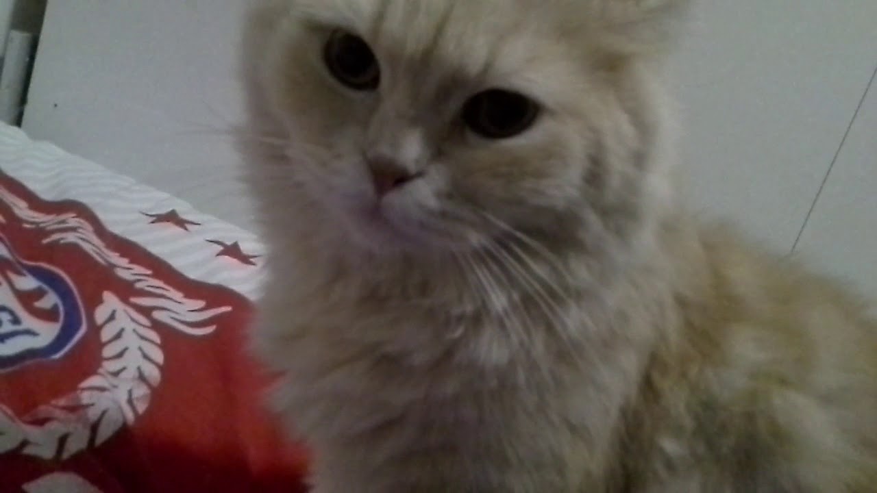 Dum stupid cat - YouTube