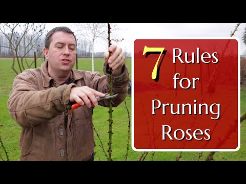 How To Cut Back Rose Bushes In May