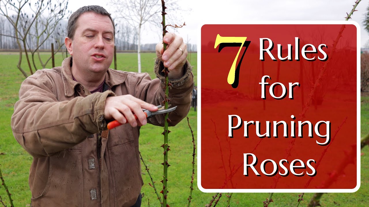 7 Rules for Pruning Roses - YouTube