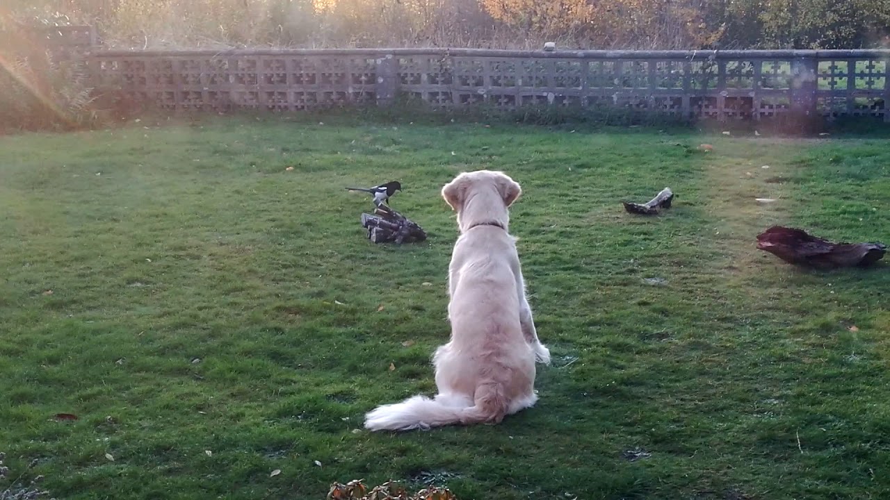 Brave magpie mocking our Golden Retriever - YouTube