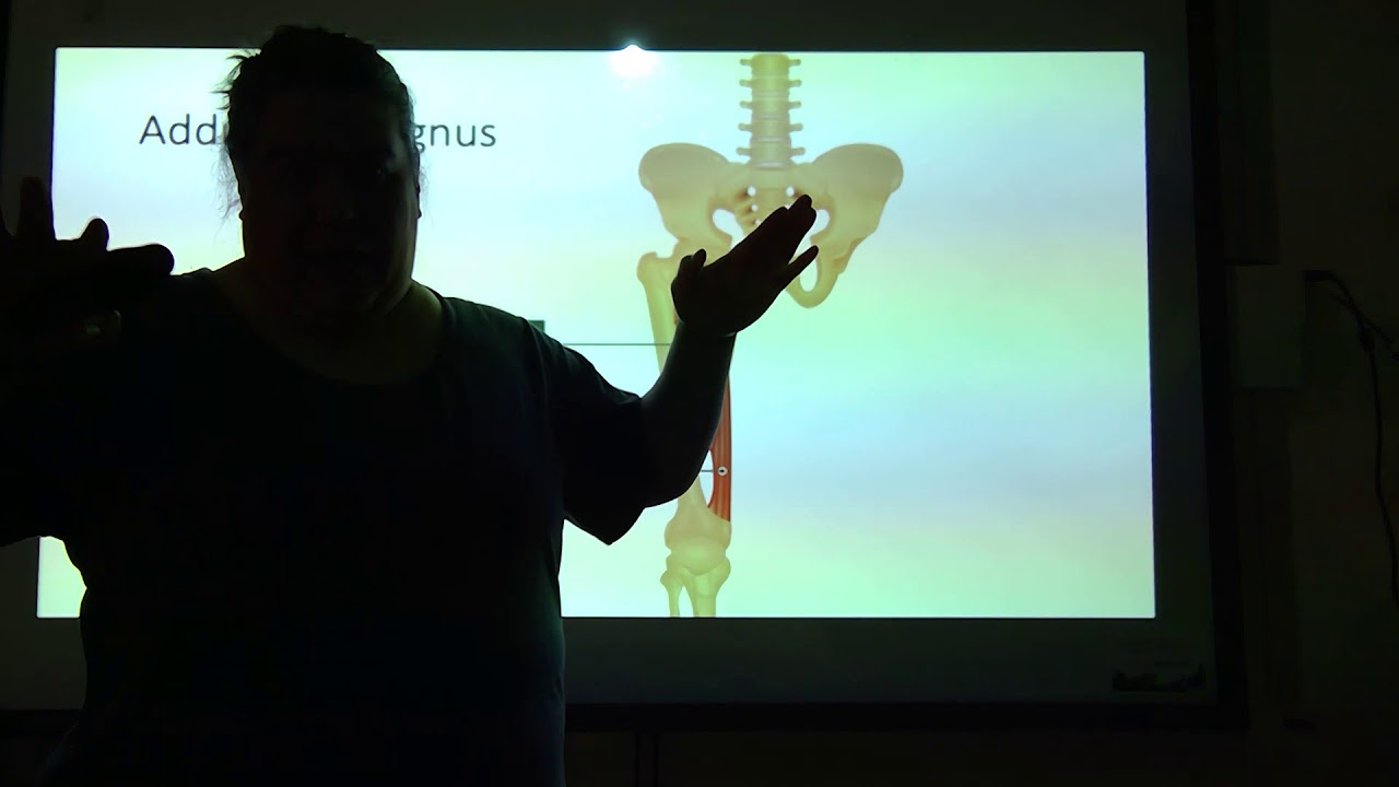AP1 Lab Muscles of the Leg Part 1 - YouTube