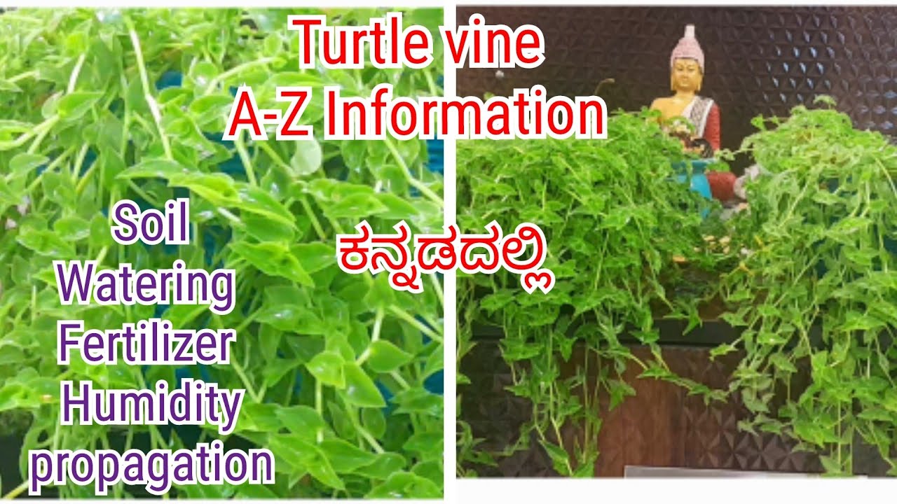 ಈ turtle vine 🐢 ಸಾಕು ನಿಮ್ಮ ಮನೆ ಸುಂದರವಾಗಿ ಕಾಣಲು || A-Z Information about ...