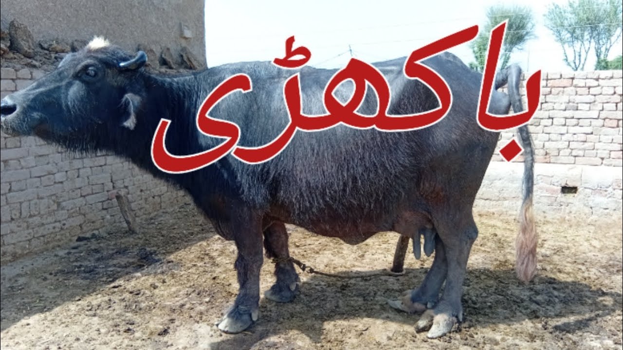 Pure neli baflow for sale in. Pakistan 03057387051wathsapp nbr - YouTube