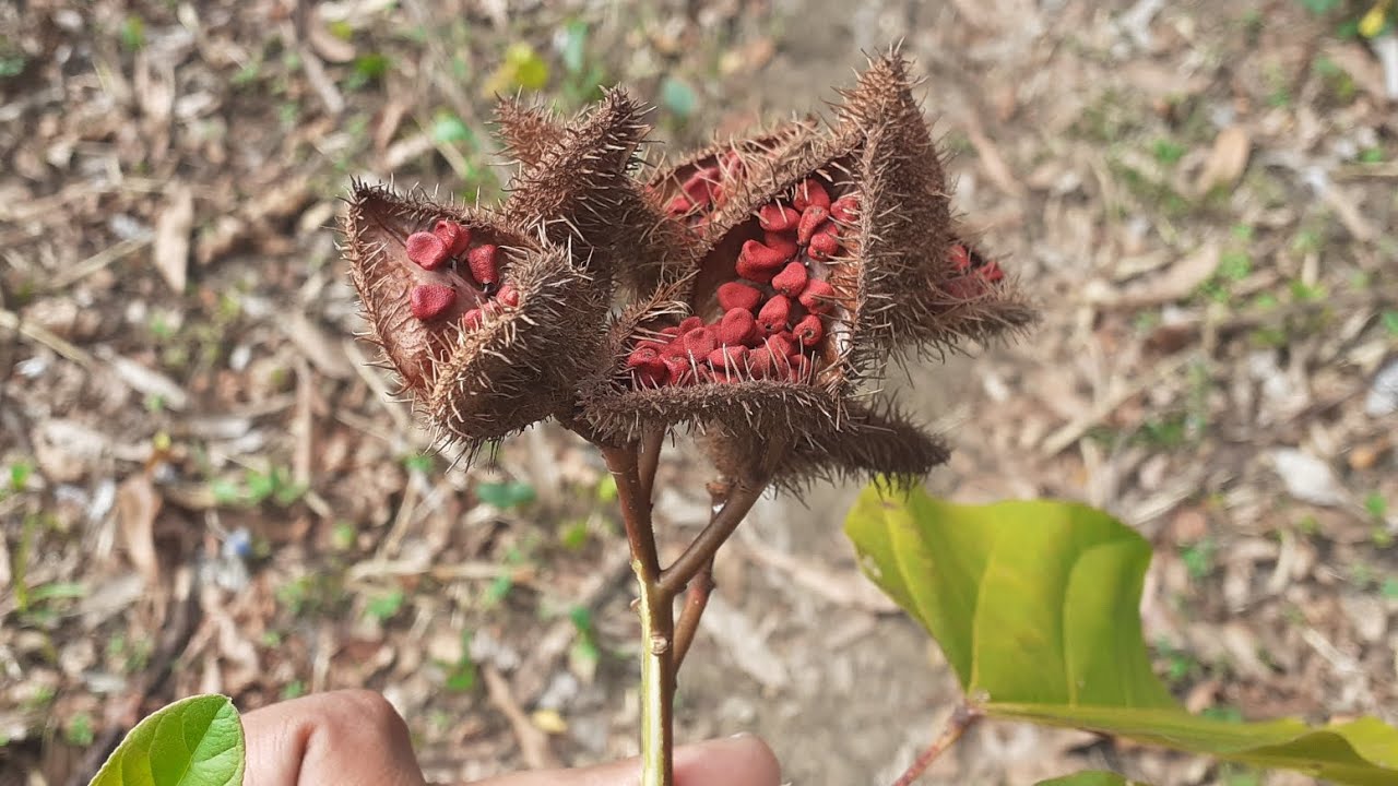 Harvested Annatto Seeds To Grow Achiote Tree On Homestead! | Growing ...
