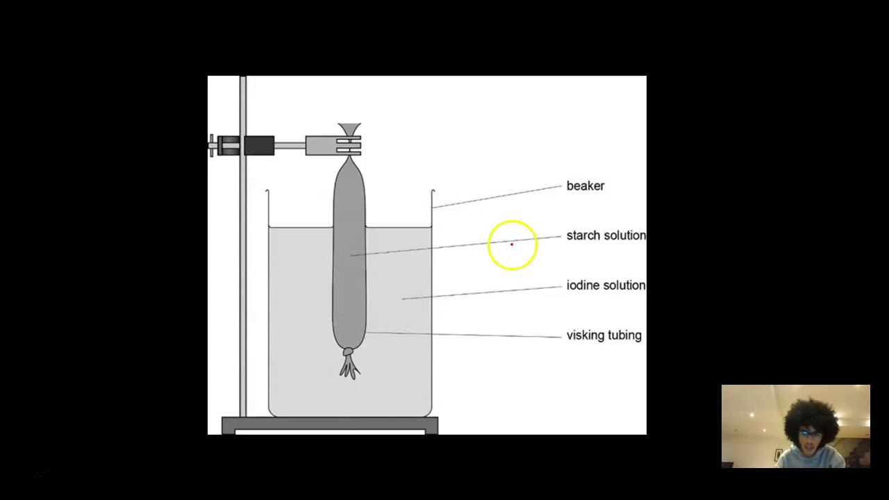 Small Intestine & Absorption - AQA GCSE Biology 4.2.2.1 - YouTube