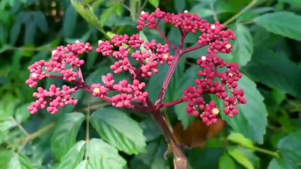 Flower Leea Rubra - YouTube