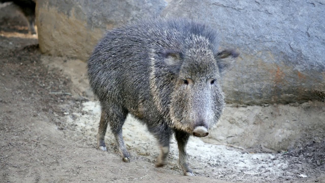 Meet the Peccaries - YouTube