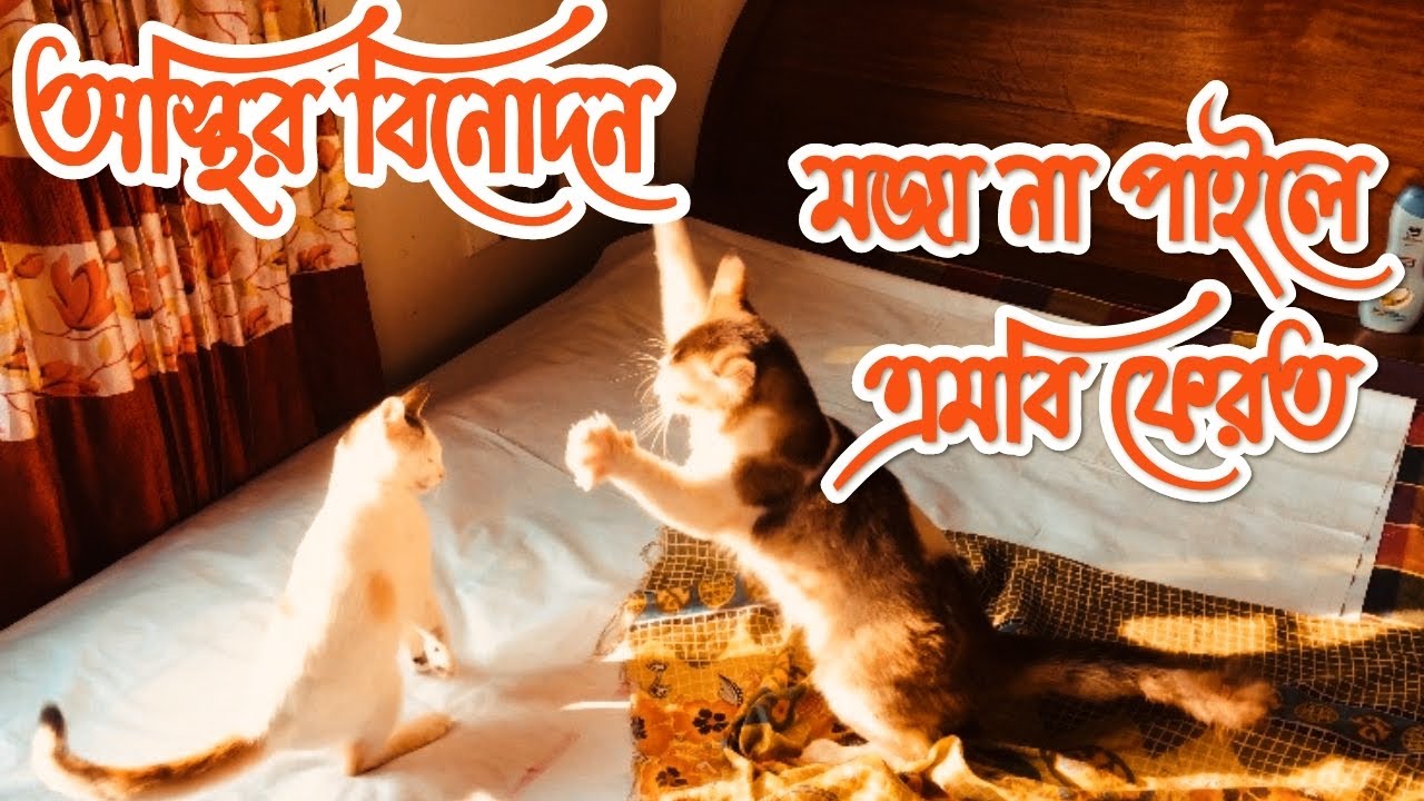 বিড়ালের মজার সব কান্ড || Funny cat videos || FKJ FAMILY || - YouTube
