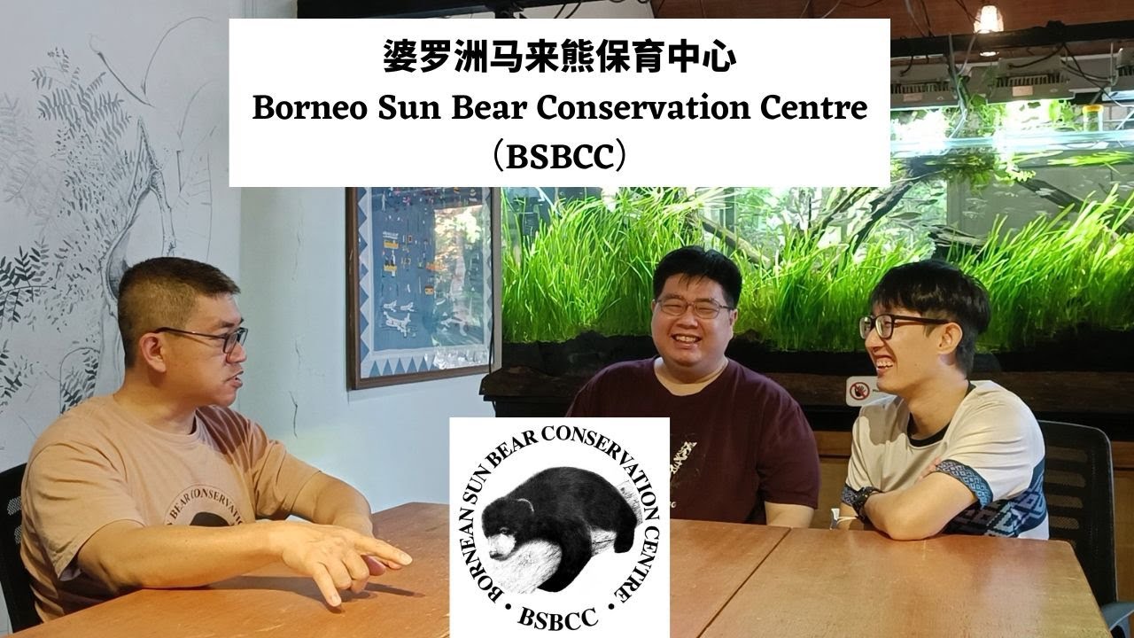 婆罗洲马来熊保育中心 Borneo Sun Bear Conservation Centre(BSBCC) - YouTube