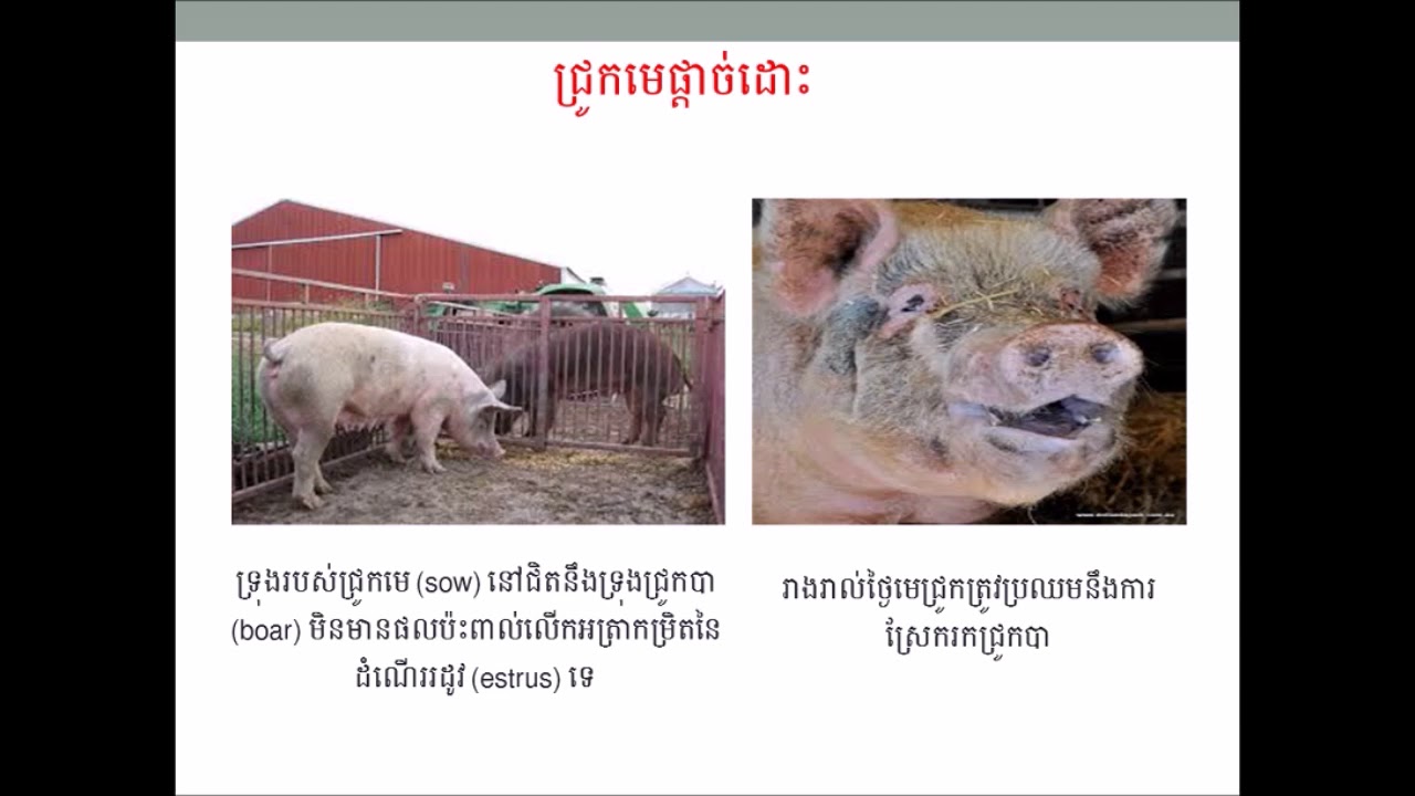 Pig Estrus Cycle ppt YouTube pig-estrus-cycle-ppt-youtube