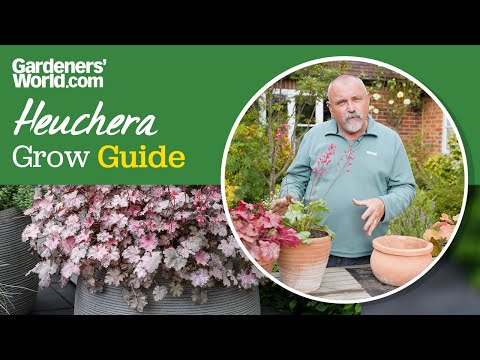 How To Care For Heuchera Plant