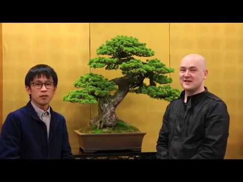 Fukushima Bonsai with Daiki Abe - YouTube