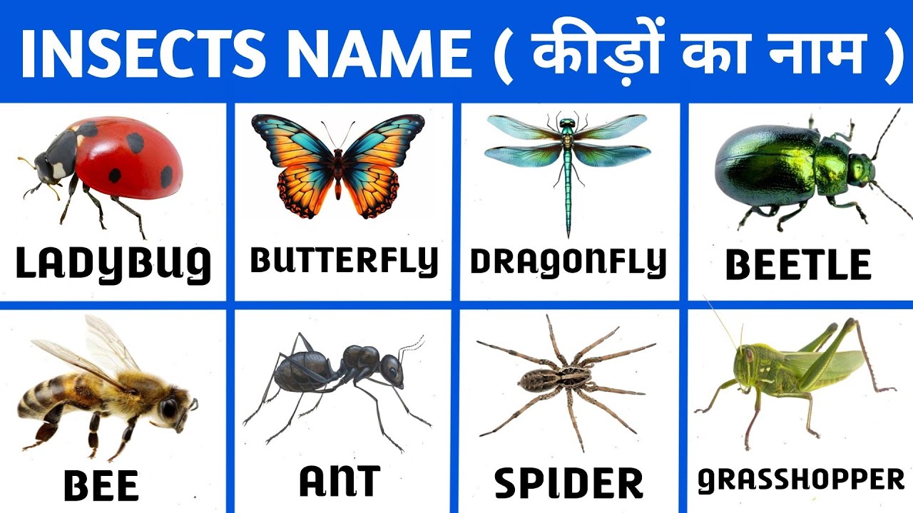 Insects Name | Insects Name English and Hindi | कीड़े के नाम | Insect ...