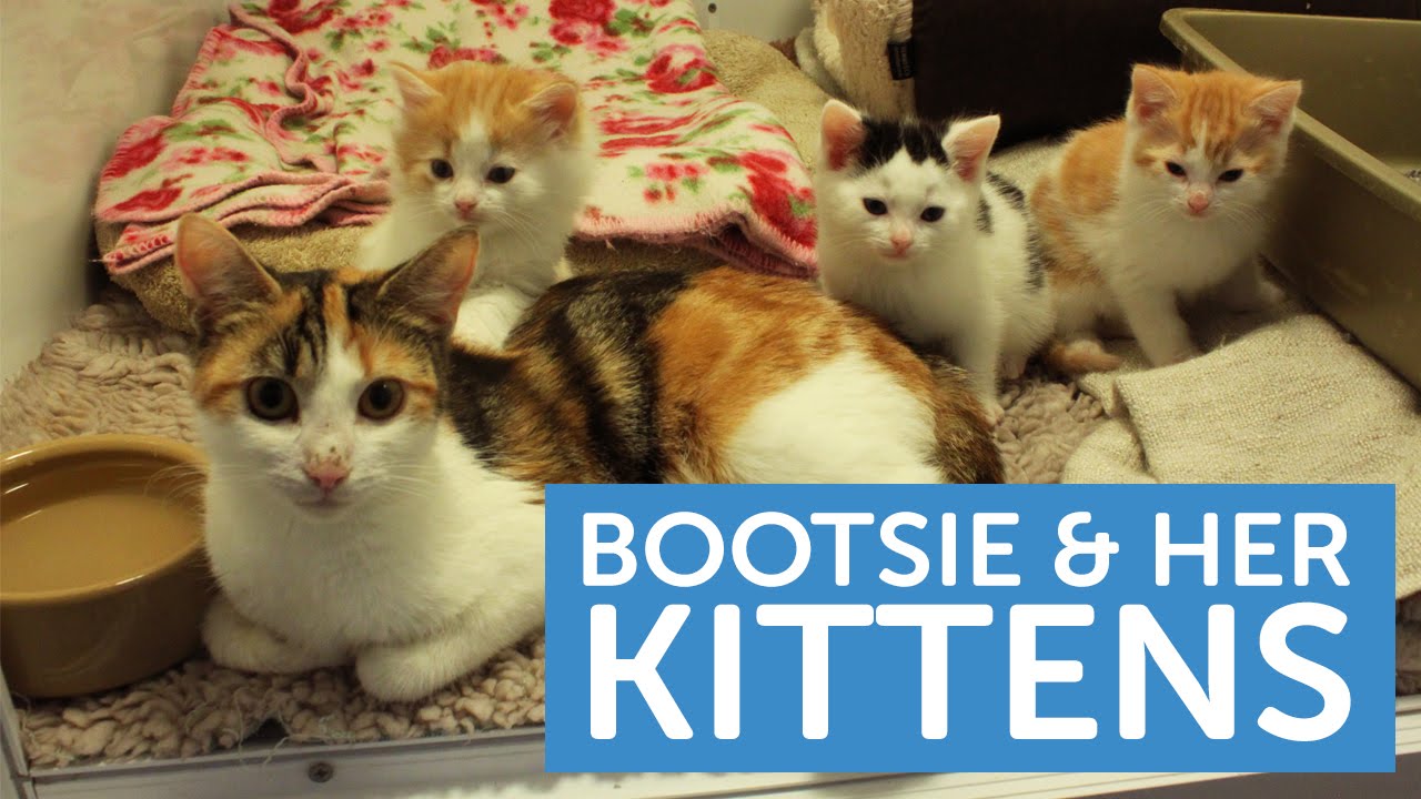 Bootsie and her kittens | Cats | The Mayhew - YouTube
