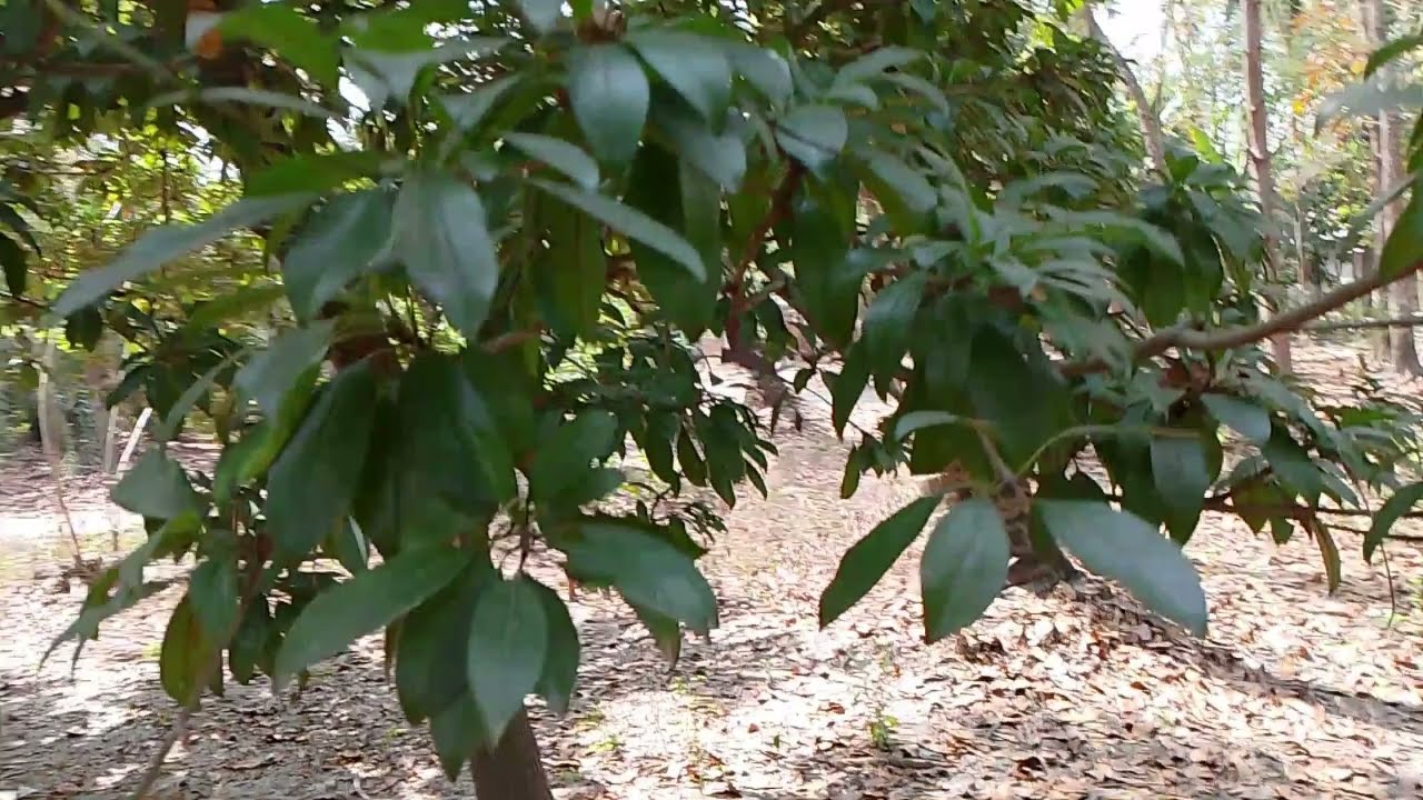 การตอนมะละกอ โดยไม่ใช้ดิน ไม่ใช้แกลบ ไม่ใช้ขุยมะพร้าว ใช้แค่น้ำเปล่า Crop cultivation method EP ...