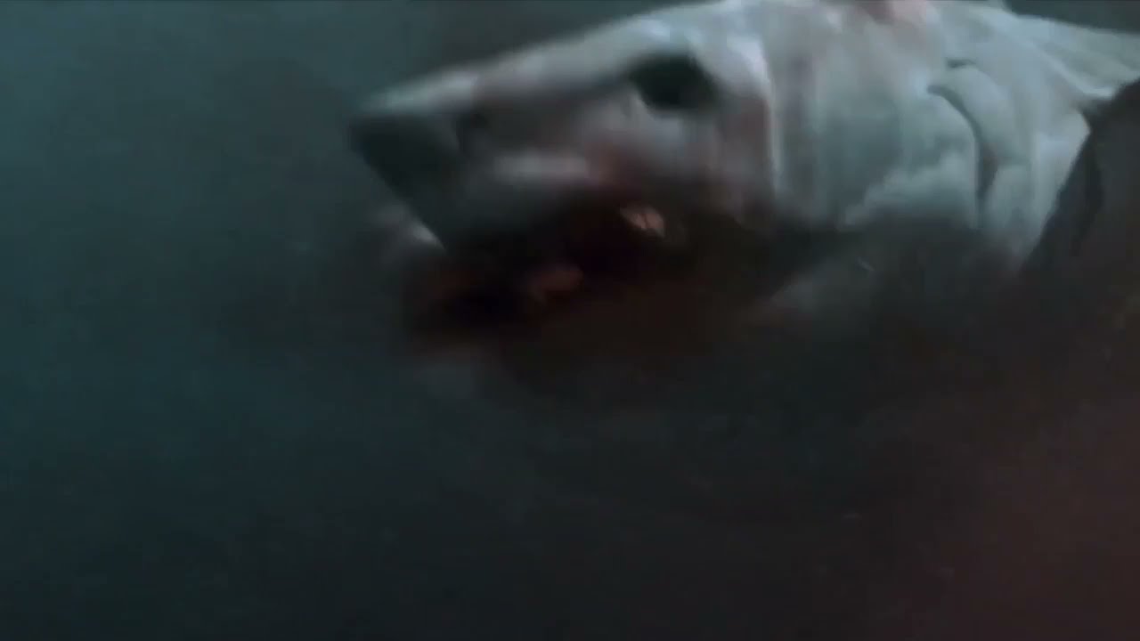 2 Headed Shark Attack Lauras death - shorter - YouTube