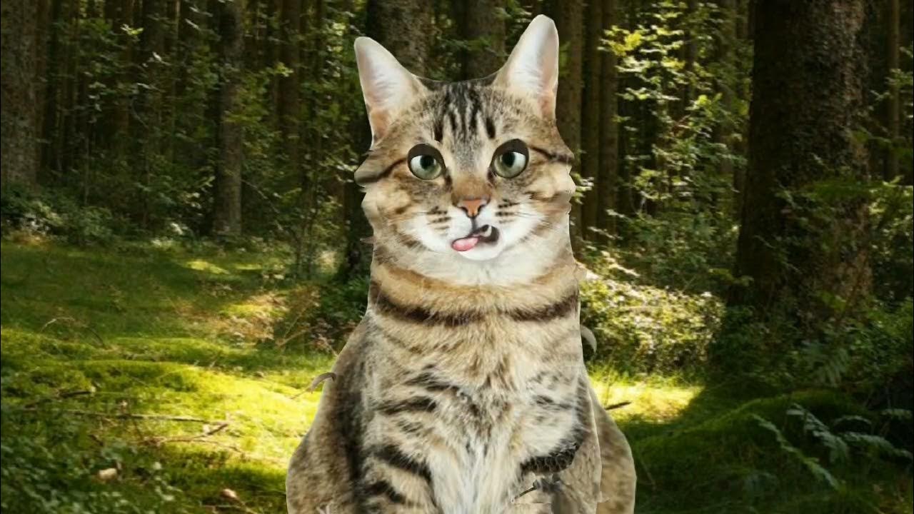 Crookedstar AU MAP - PART 1 @cuppythecat - YouTube