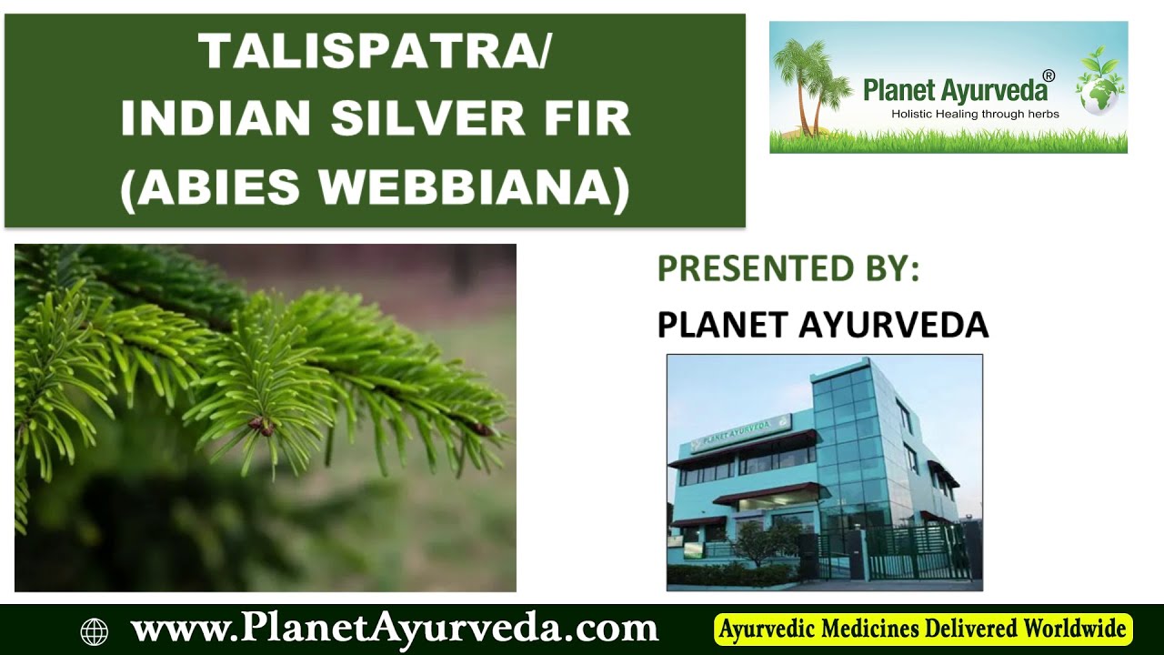 Talispatra (Abies Webbiana) - Properties, Health Benefits, Formulations ...