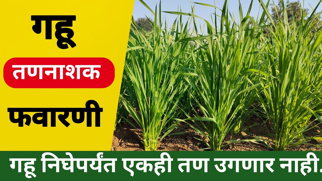 गहू तणनाशक फवारणी | gheu tannashak favarni | गहू पिकासाठी कोणते तणनाशक ...