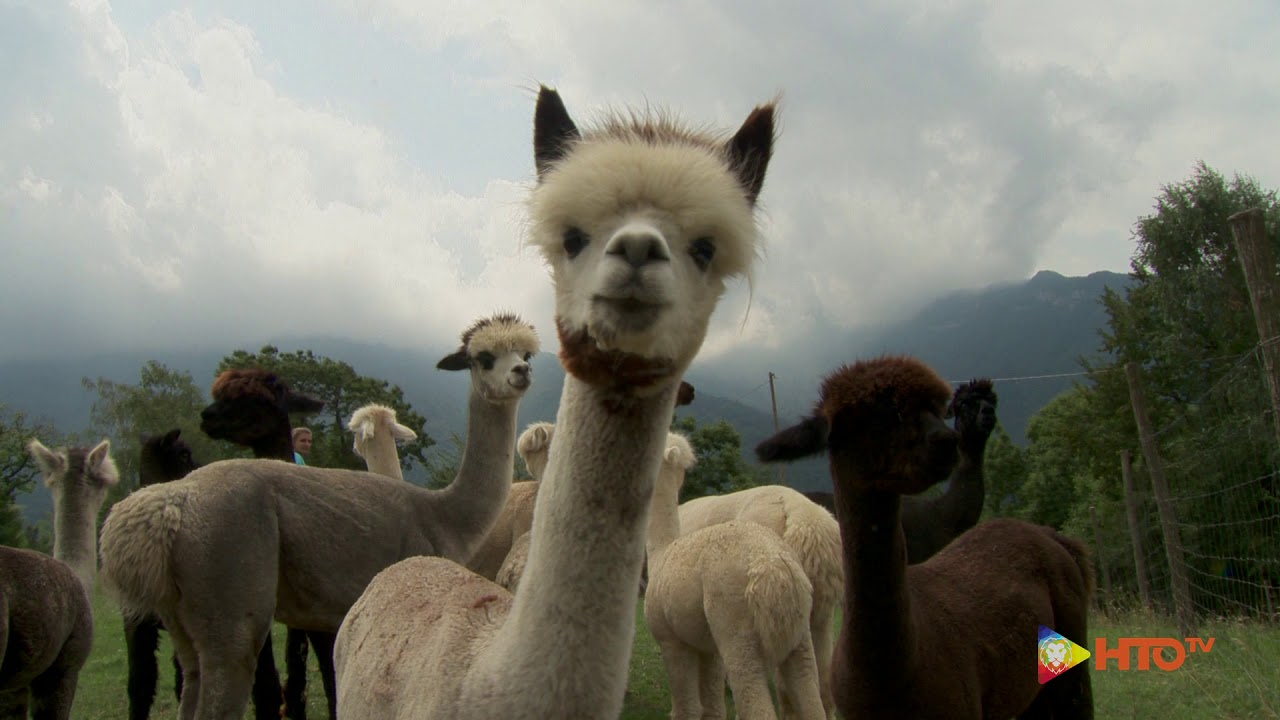 Gli Alpaca del Maso Eden a Cavedine (TN) - www.HTO.tv - YouTube