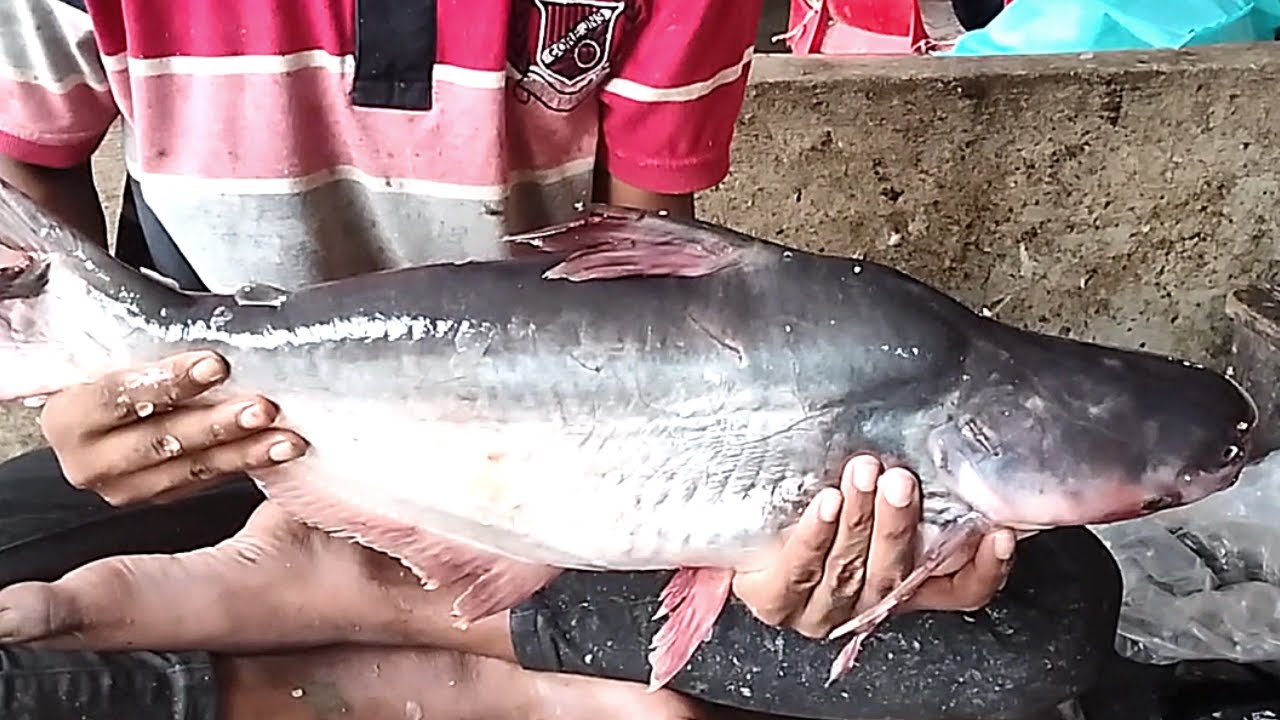 Excellent fish cutting nice Pangush fish cutting n expert fish cutter ...