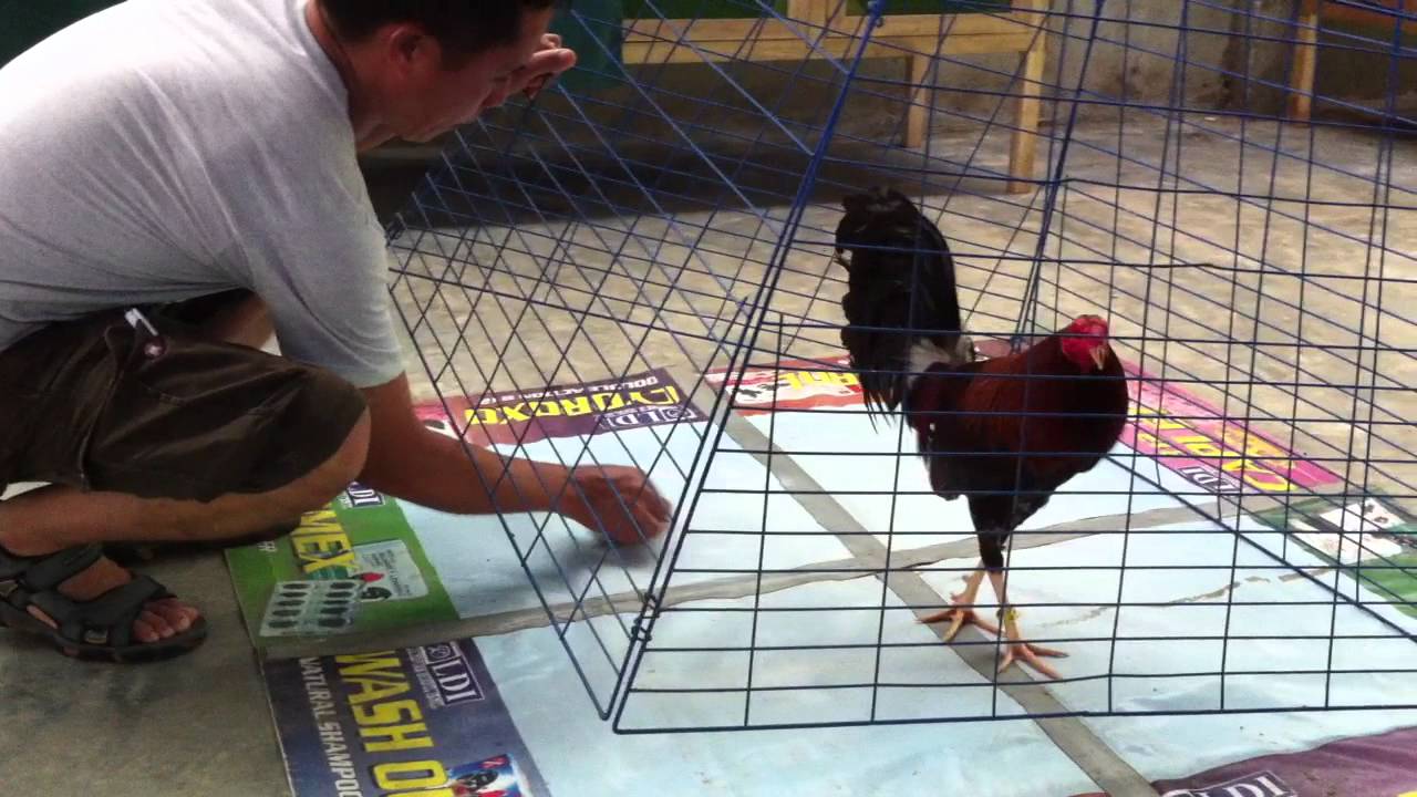 4 bullstag/stag derby at Tagum.MOV - YouTube