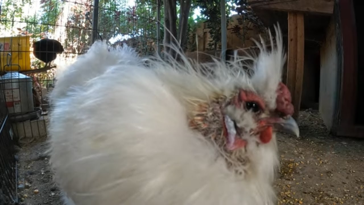 Backyard Chickens Fun Coop Video Sounds Noises Hens Clucking Roosters ...
