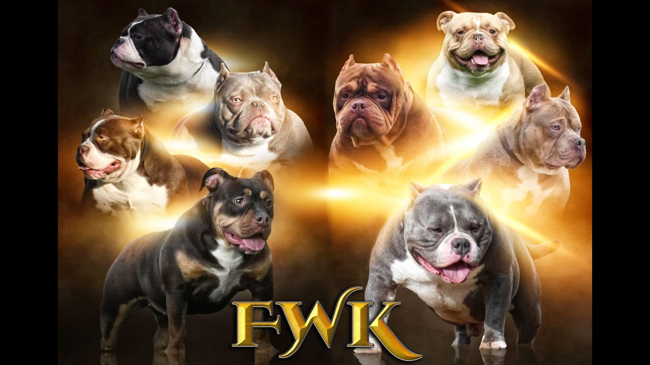 American Bully and Pitbull Graphics Banner - YouTube