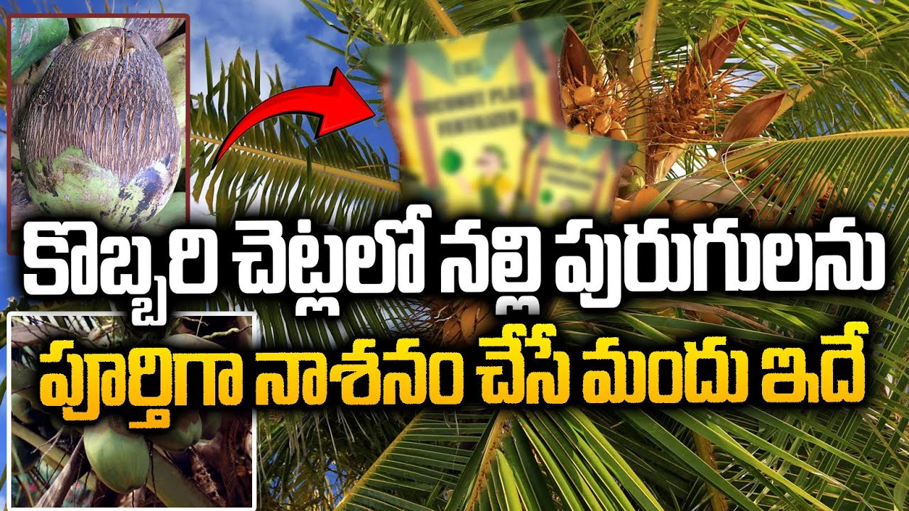 కొబ్బరి చెట్లలో నల్లి పురుగులను పూర్తిగా నాశనం చేసే మందు ఇదే| Nalli ...