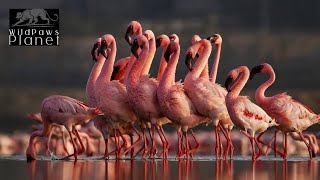 The Graceful Dance of the Lesser Flamingo