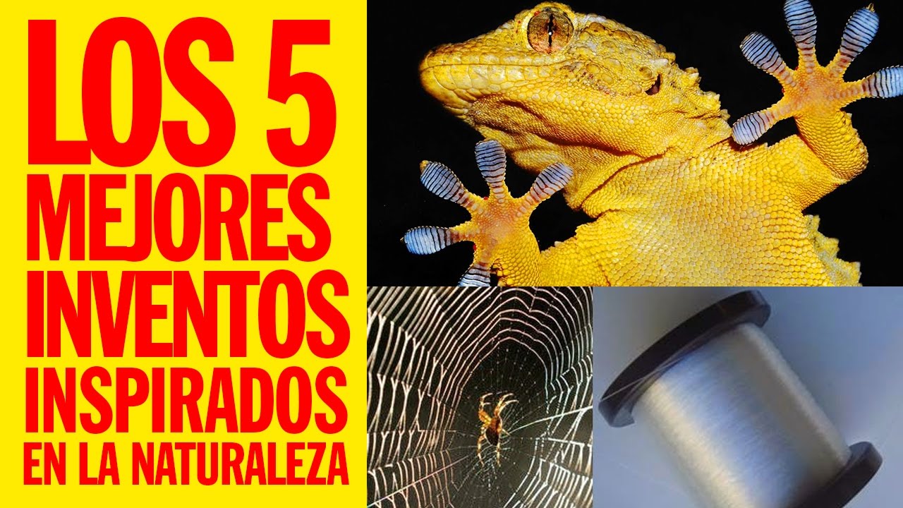 Top 5 - Los 5 mejores inventos inspirados en la naturaleza - YouTube