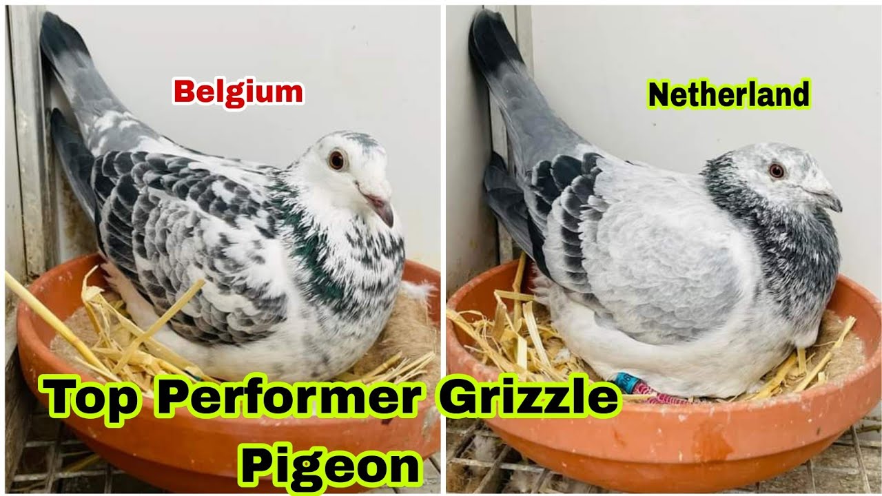 Best Racer & Breeder Grizzle Racing Pigeons | Grizzle Racing Pigeon ...