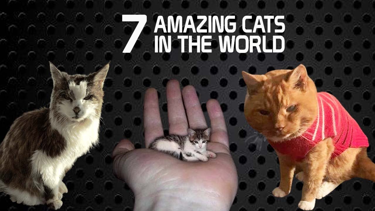 7 Amazing Cats In The World - YouTube