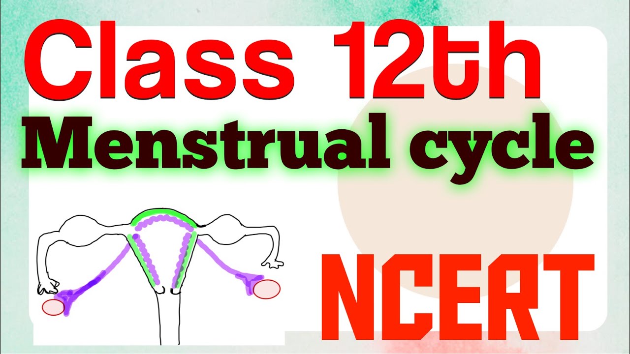 Menstrual cycle || CBSE class 12th Biology || Human Reproduction ...