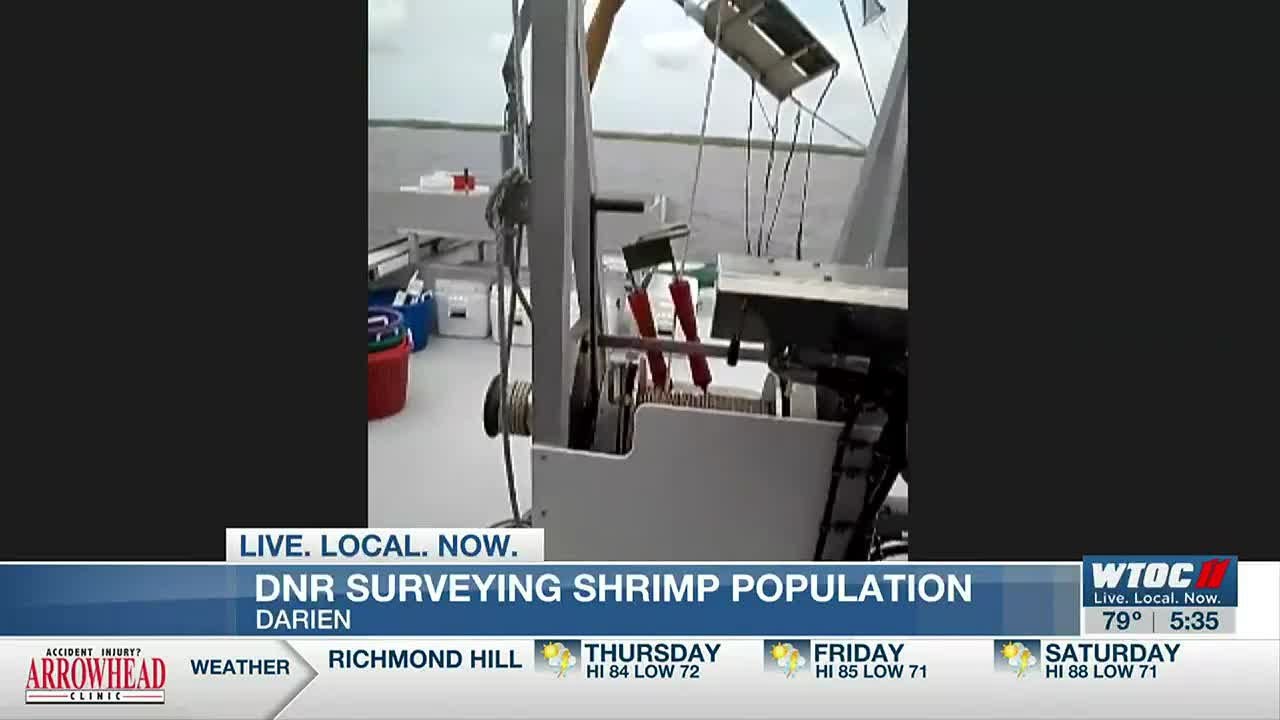Georgia Shrimping season is upon us - YouTube