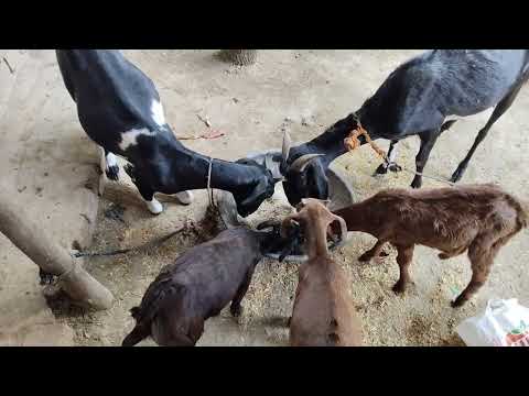 #बकरी कैसे खाना खाती है #bakrikhana #bakri #shortsfeed #goat #youtube #animals #villagelife #gaon 