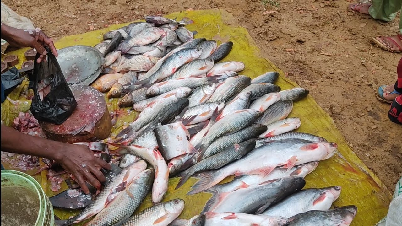 betul market machhali video machhali video Manish vishwas MP Madhya ...