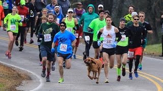 Can Dogs Run A Marathon