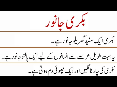 10 Lines Essay on Goat Animal in Urdu || Goat Animal Essay || Urdu Essays