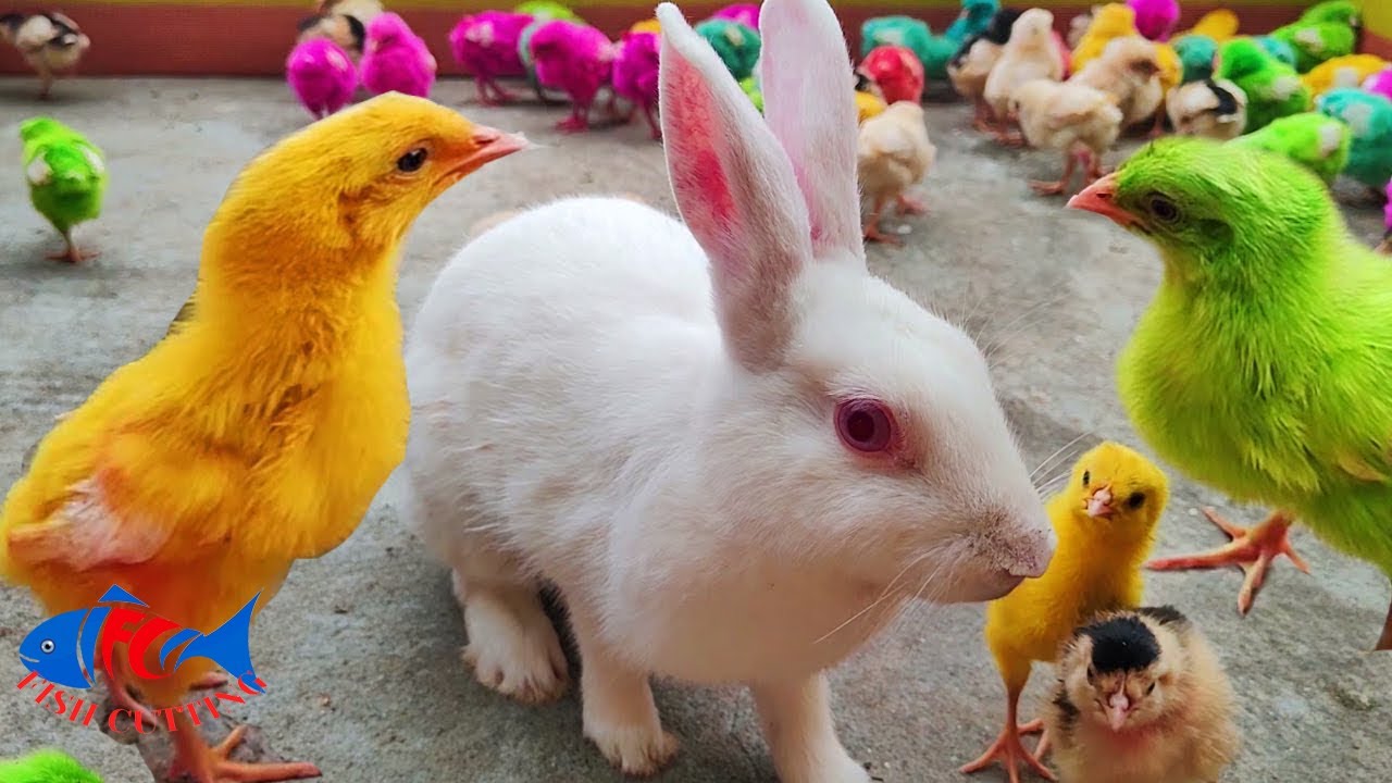 Catch millions chicks colorful cute chicken, rainbow chicks, smart ...