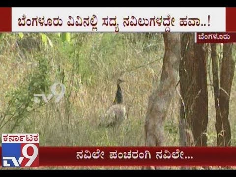 100 of Peacock Migration from Various Place Settled in Jnana Bharathi ...