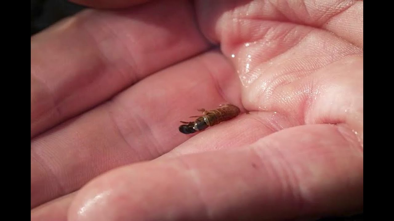 Bugs and Trout Forage of Mountain Lakes - YouTube