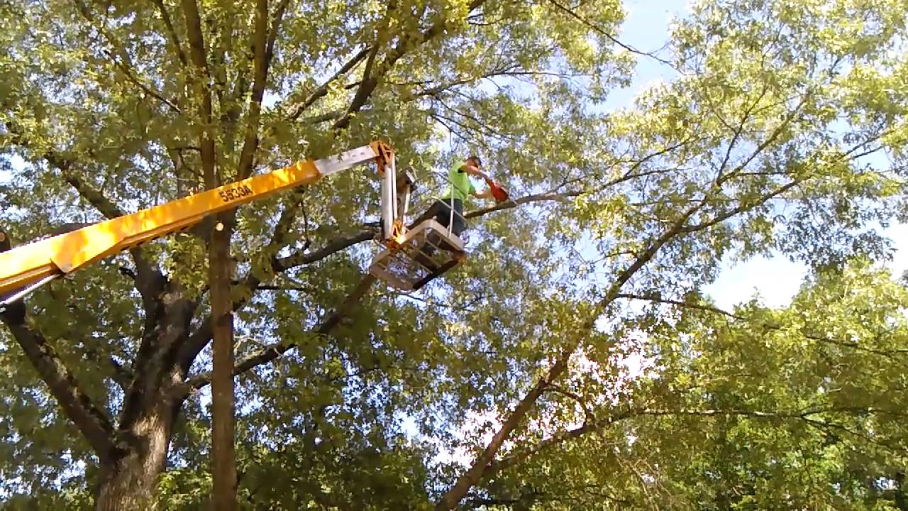 Melrose Tree and Landscaping - raising canopy on an oak - YouTube