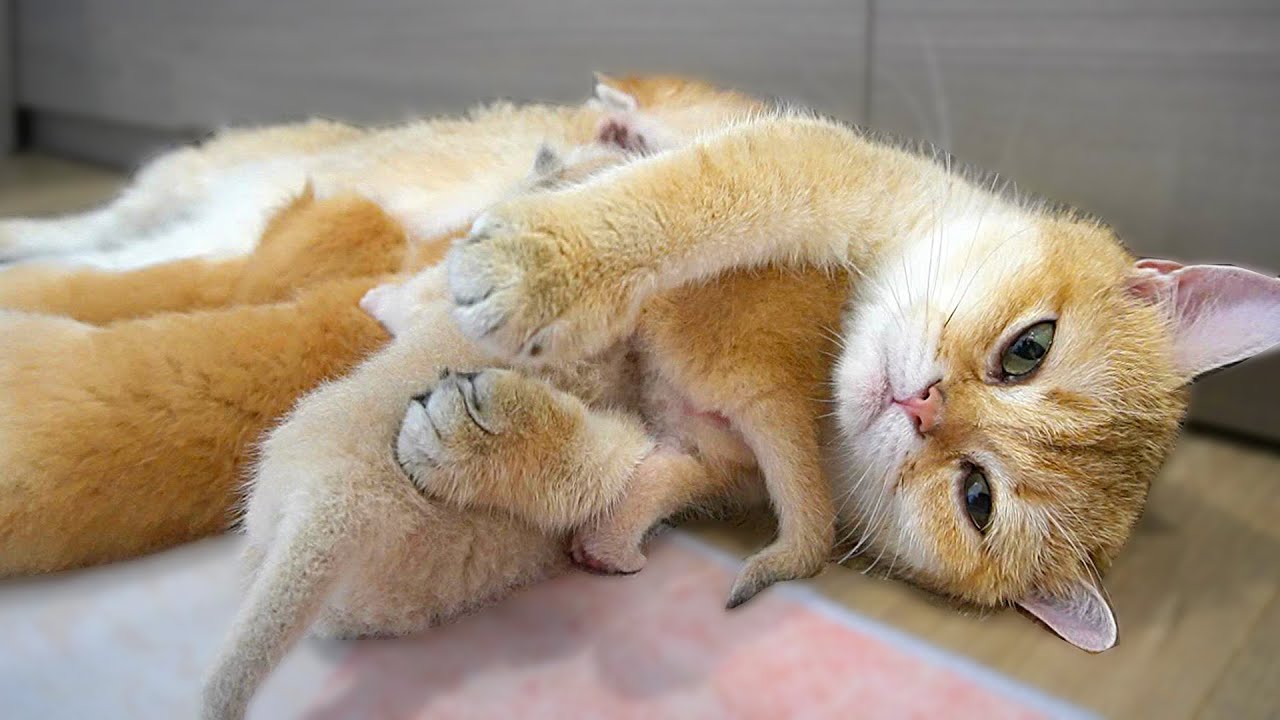 Mother cat loves her babies so much, she tries to snuggle them all and ...