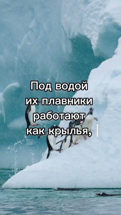 Пингвины летают загадочные интересныефакты топ5 путешествия необычныеместа приключения