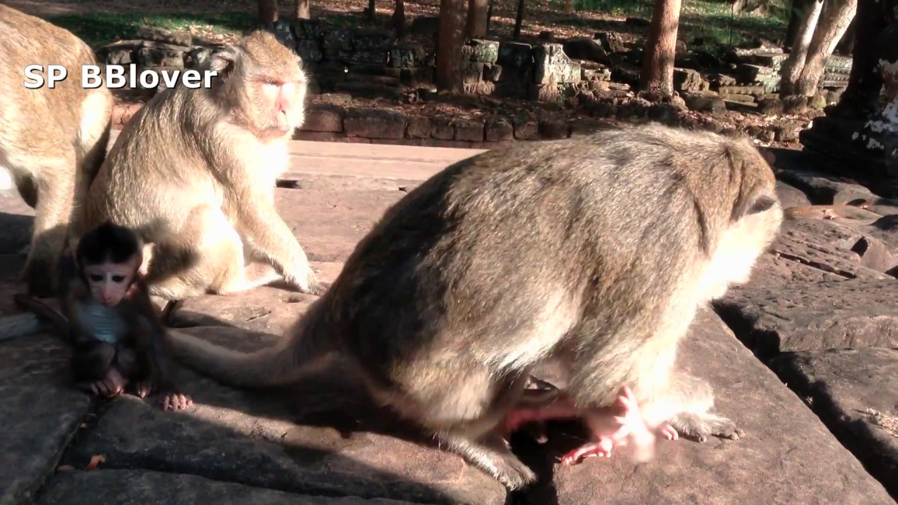 Handicap Monkey Care Baby Part 13 - Joy Start Walk Now - YouTube