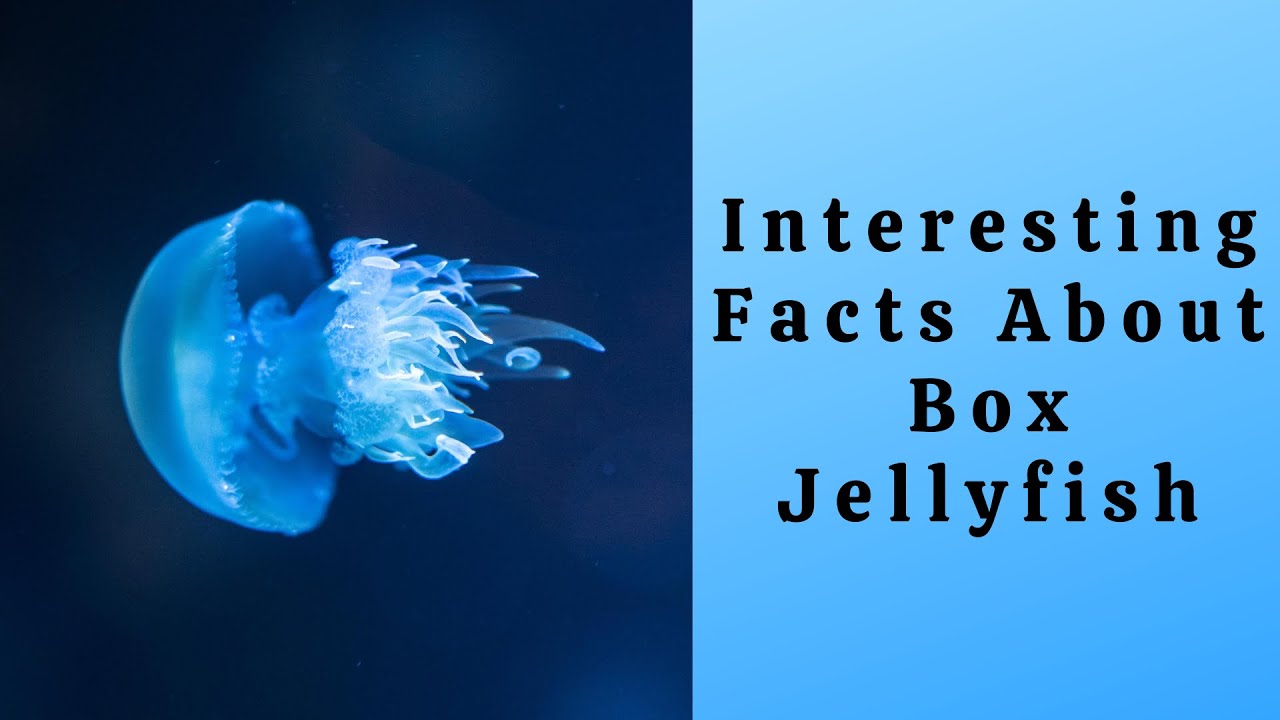 Interesting Facts About Box Jellyfish YouTube interesting-facts-about-box-jellyfish-youtube