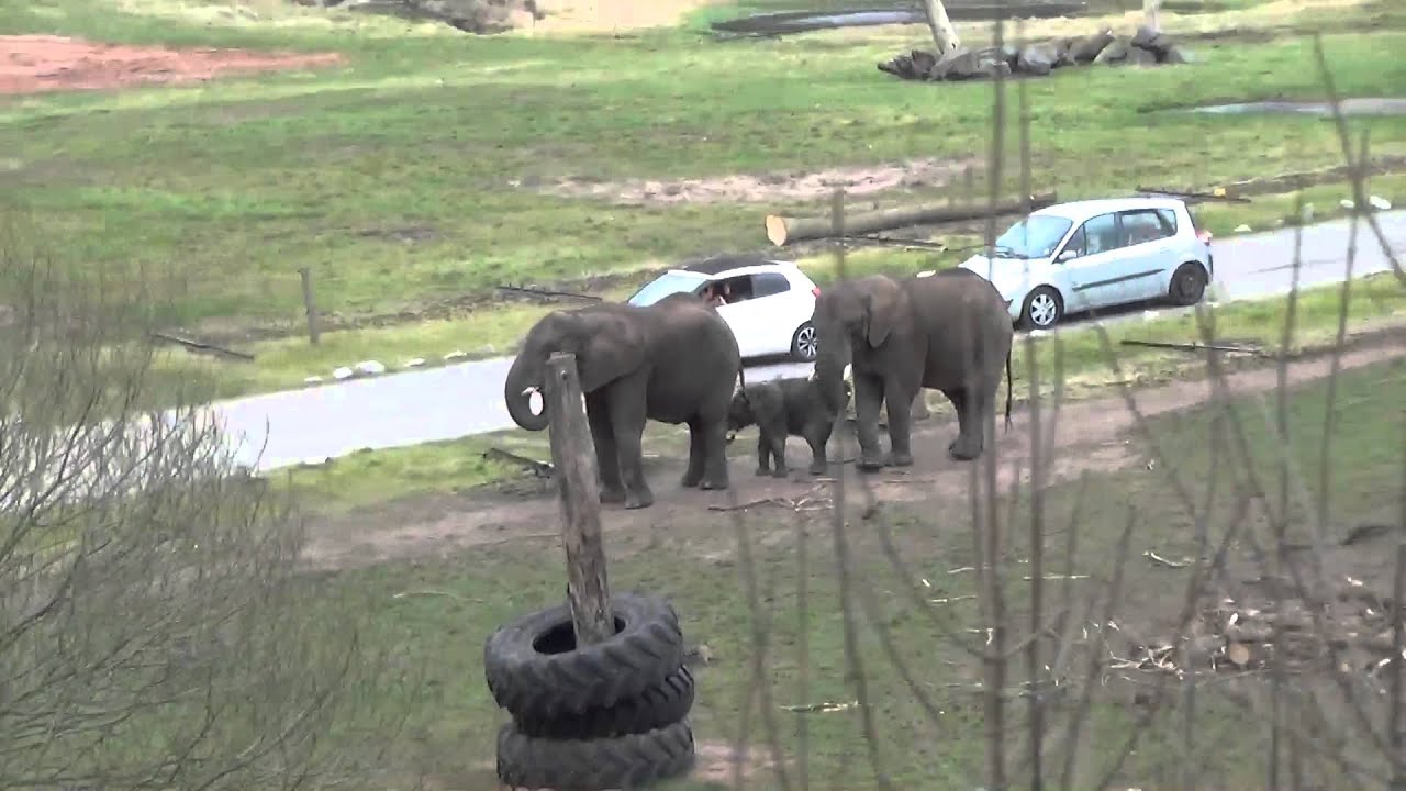 Sutton the baby elephant, seen from the train, 28/02/15 - YouTube