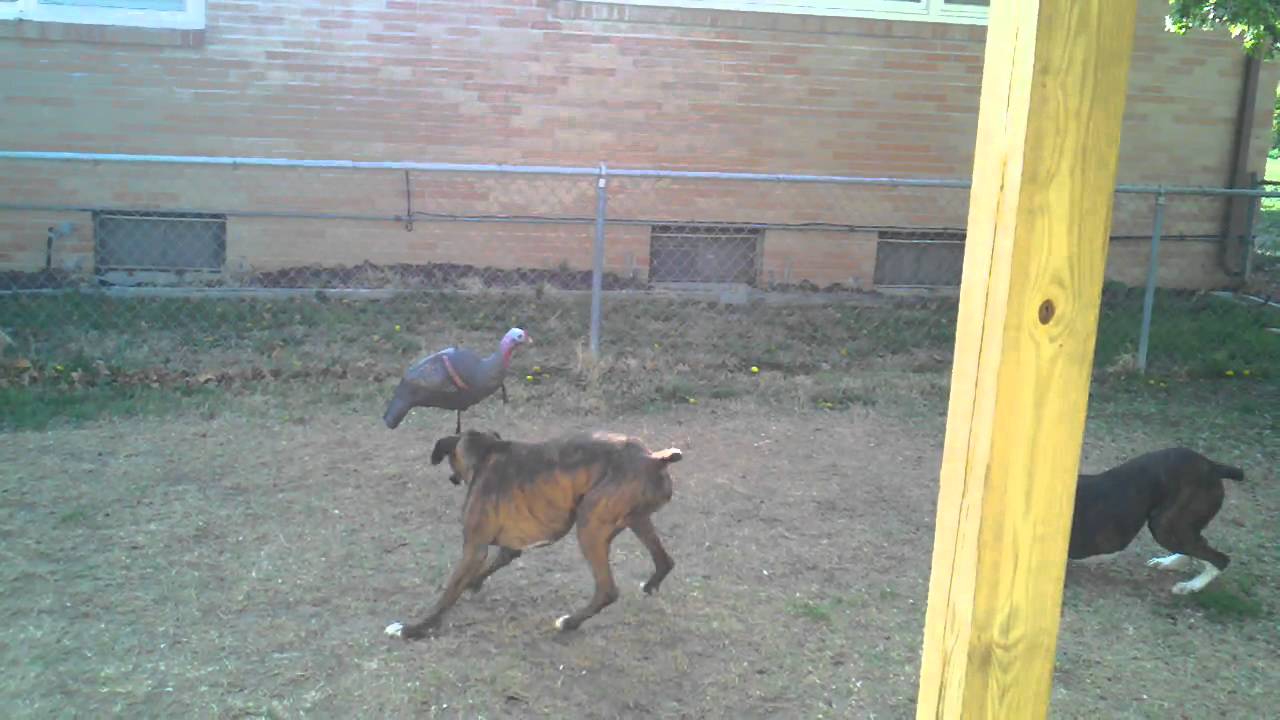 Boxer dogs vs Turkey decoy - YouTube