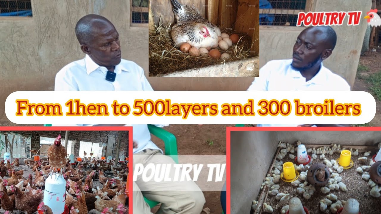 How he grew from ,1 local Chicken to 500 layers Broilers 300. - YouTube